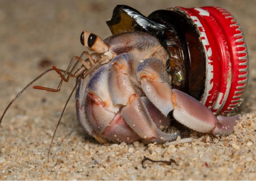 Borrowed Forms, Borrowed Shells: The Hermit Crab Essay – moving writers